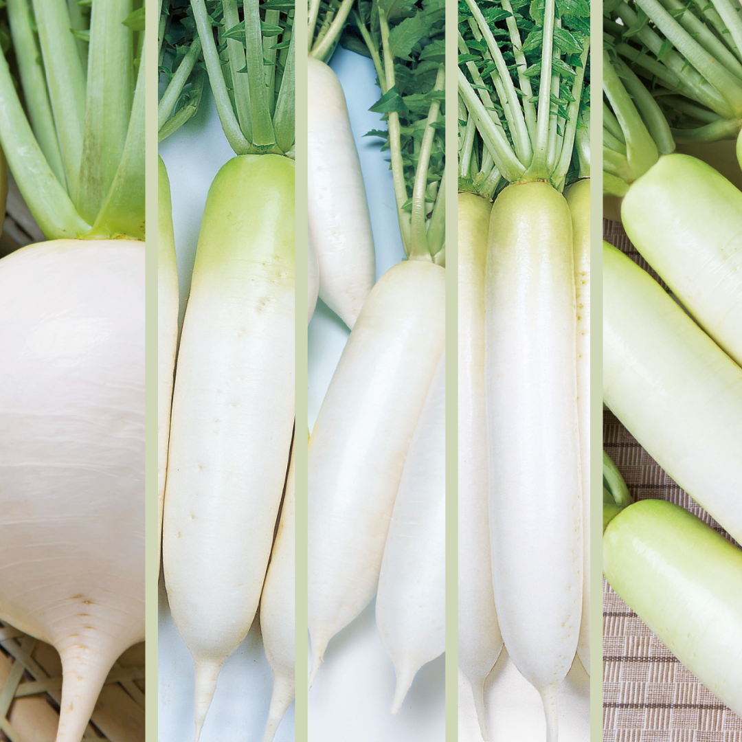 ダイコン5品種比較モニター座談会！品種の新しい見方、栽培のコツ – 菜園ナビまとめ